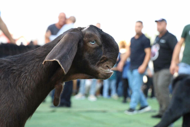 Damascus Goat Demystified: All the Facts, Tips, and Surprises