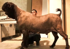 Damascus Goat: The Body Features of a Beautiful Beast