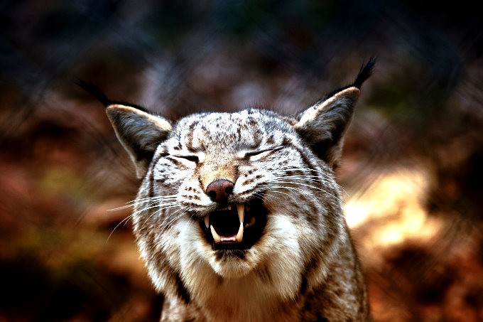 The otherworldly screams of the lynx cat when preparing for fight